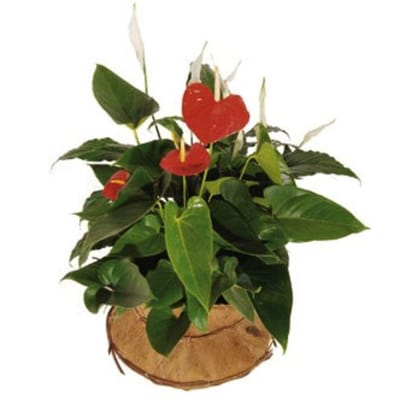 Arrangement of Plants: Order Flowers Online | Interflora India | ID1358355