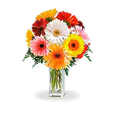 Mix Gerbera: Order Flowers Online | Interflora India | JVS1195676