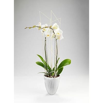 Orchid: Order Flowers Online | Interflora India | ID1351269