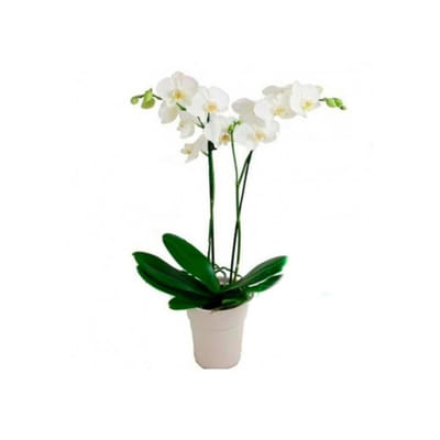 Orchid: Order Flowers Online | Interflora India | ID1421375