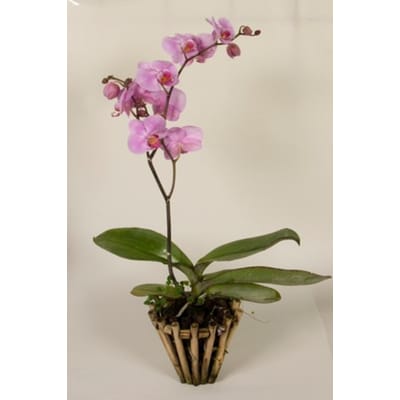 Orchid plant: Order Flowers Online | Interflora India | ID1352796