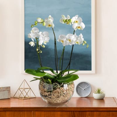 Premium white orchid: Order Flowers Online | Interflora India | ID1353189