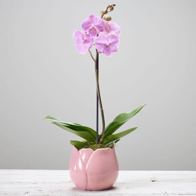 Single Plant: Order Flowers Online | Interflora India | ID1347446