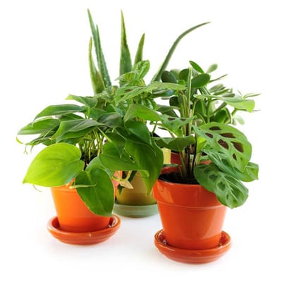 Single Plant: Order Flowers Online | Interflora India | ID1351152