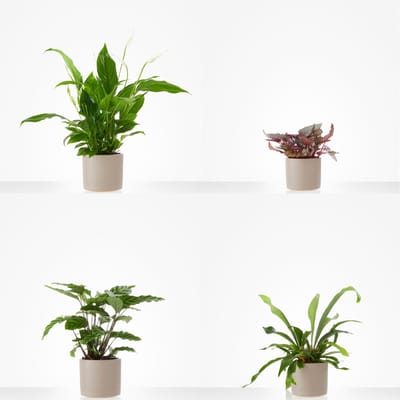 Single Plant: Order Flowers Online | Interflora India | ID1355439
