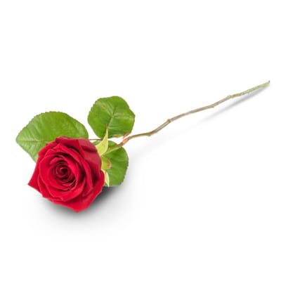 Single Red Rose: Order Flowers Online | Interflora India | ID1351145