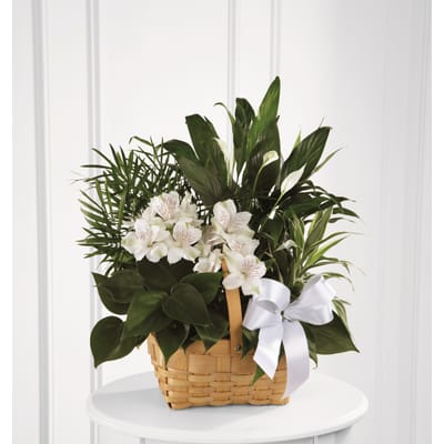 The FTD Peace And Serenity Dishgarden: Order Flowers Online ...