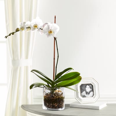 White Orchid Planter: Order Flowers Online | Interflora India | ID1282004
