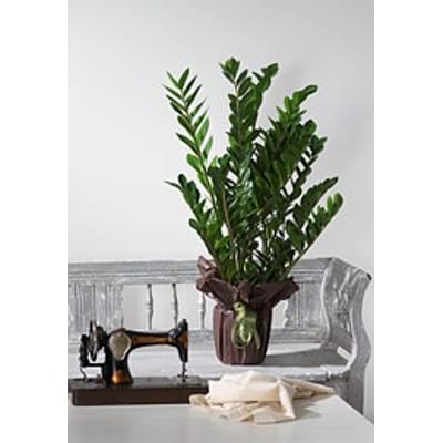 Zamia Plant: Order Flowers Online | Interflora India | ID1194629